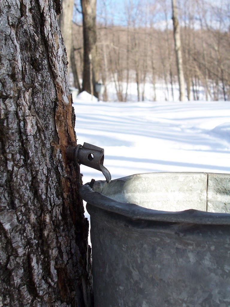 Maple Sugaring-The Old Way - Living with Gotlands