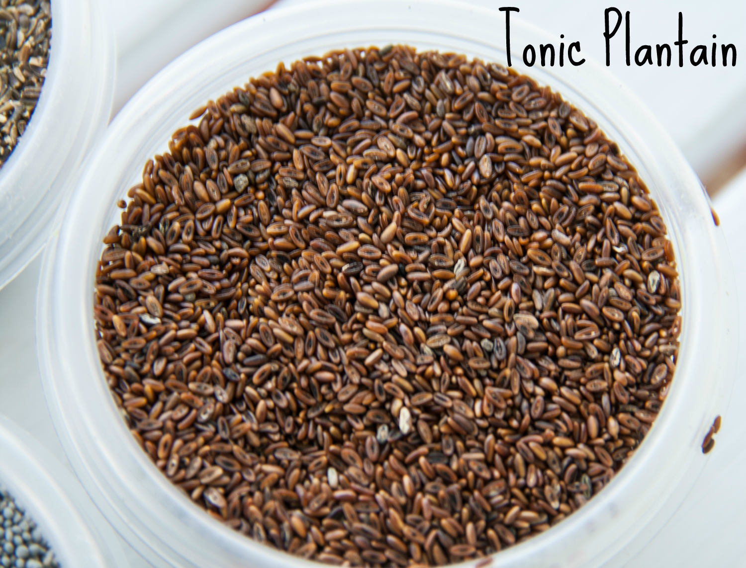 Tonic Plantain - Living with Gotlands