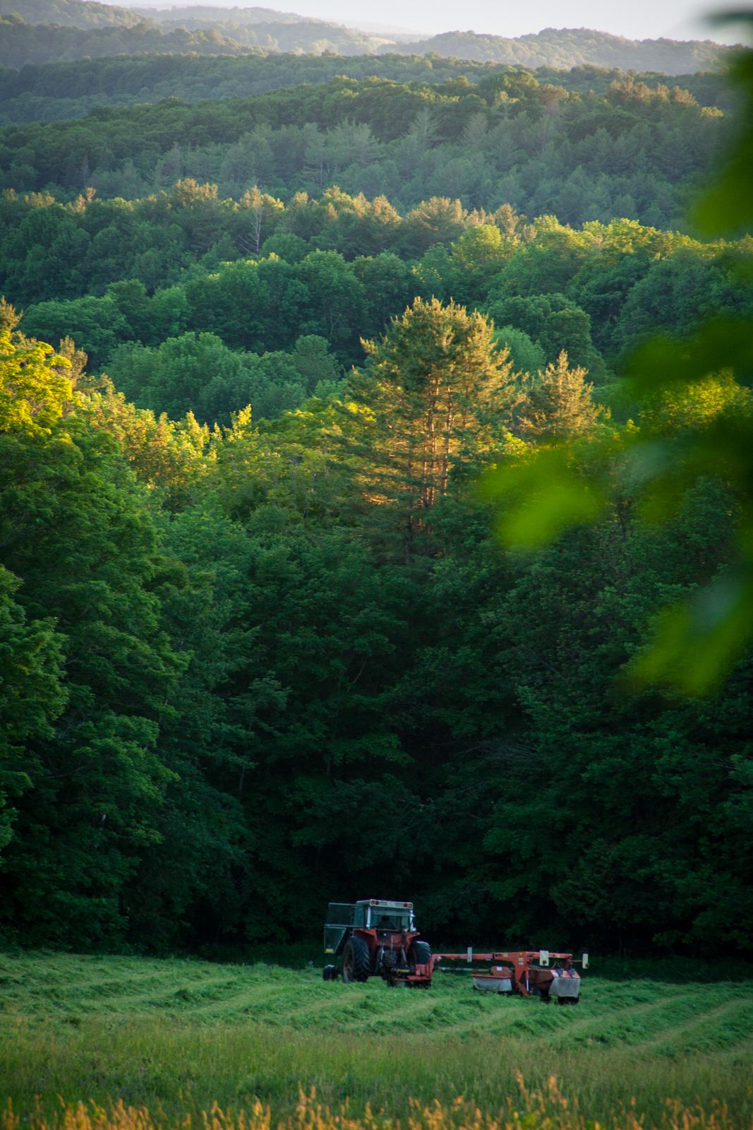 Vermont Grand View Farm - Living with Gotlands