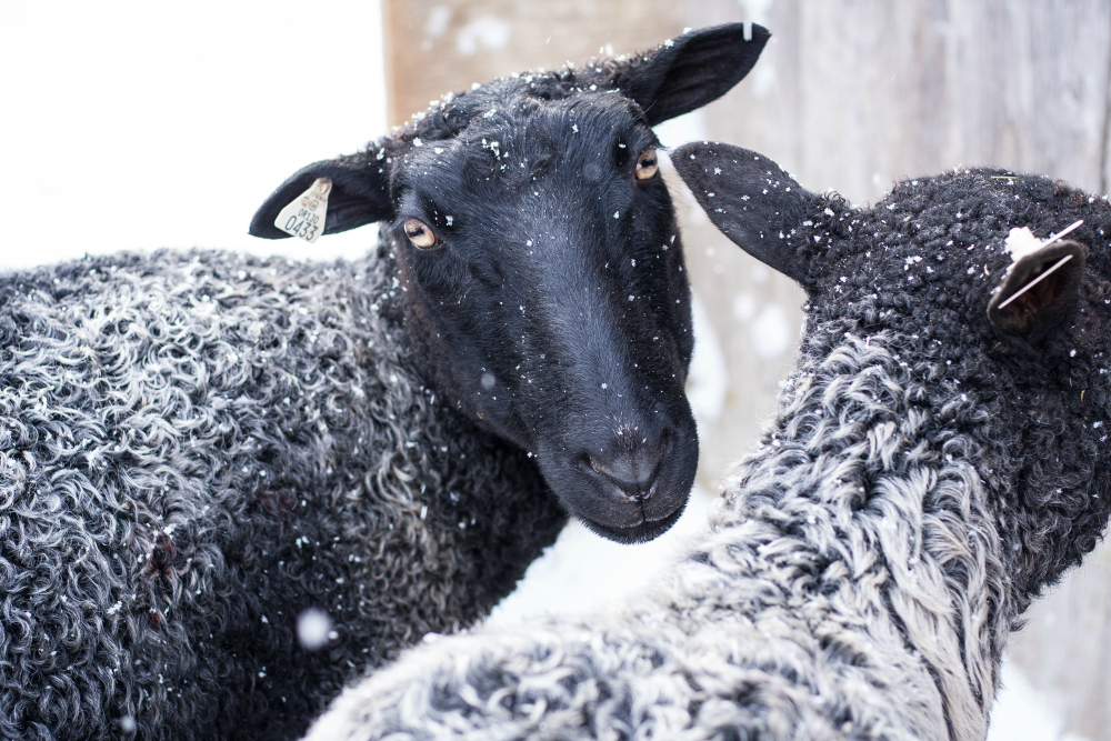 Ema Gotland Ewe - Living with Gotlands