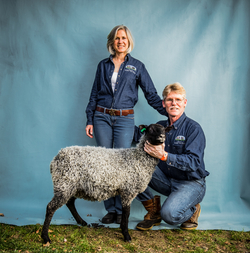 Kim Goodling Gotland Sheep - Living with Gotlands