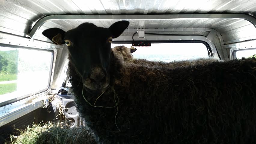 Tips for Transporting Sheep From One Farm to Another