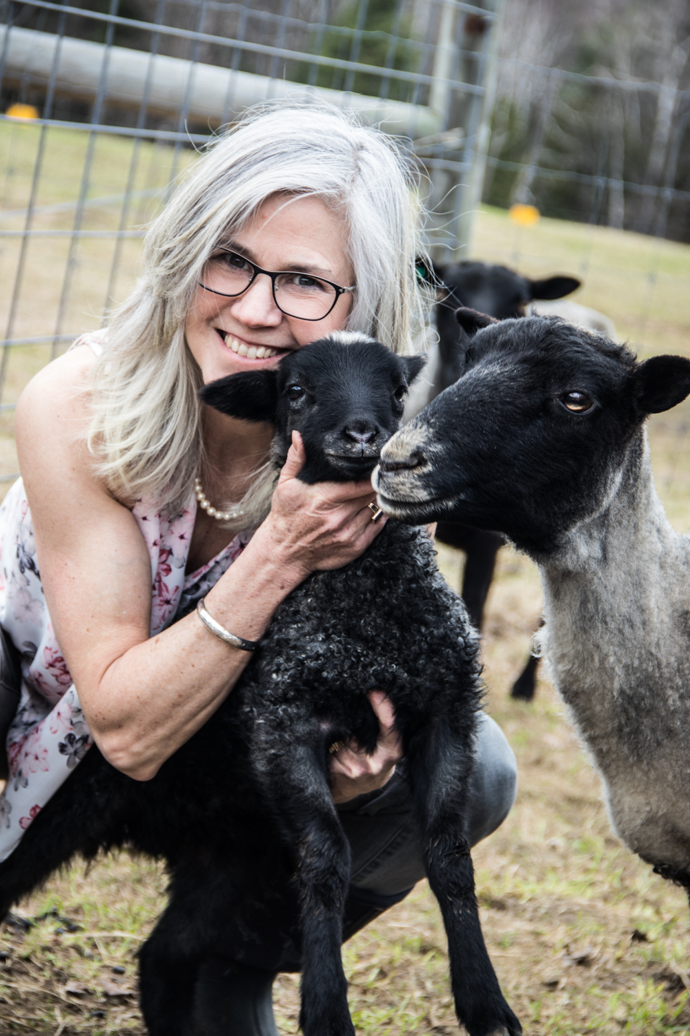 keeping sheep Archives - Living with Gotlands